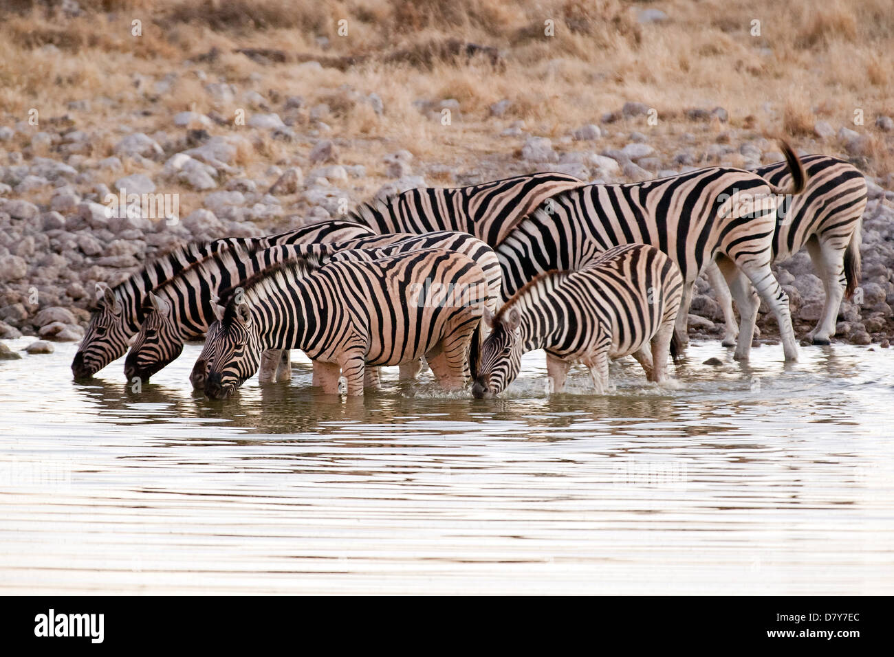 Zebras bathing hi-res stock photography and images - Alamy