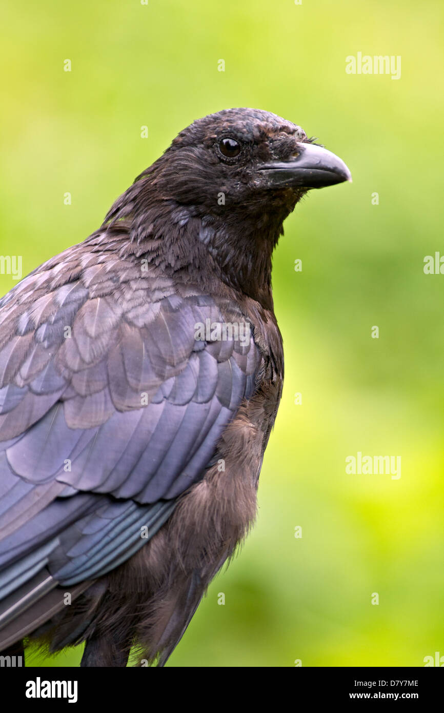 About the size of a crow hi-res stock photography and images - Alamy