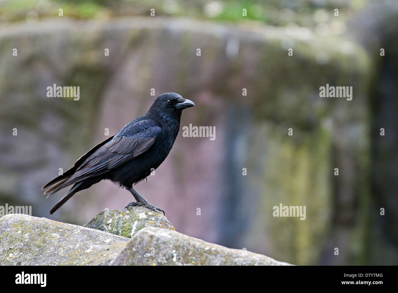 Crows rocks hi-res stock photography and images - Alamy