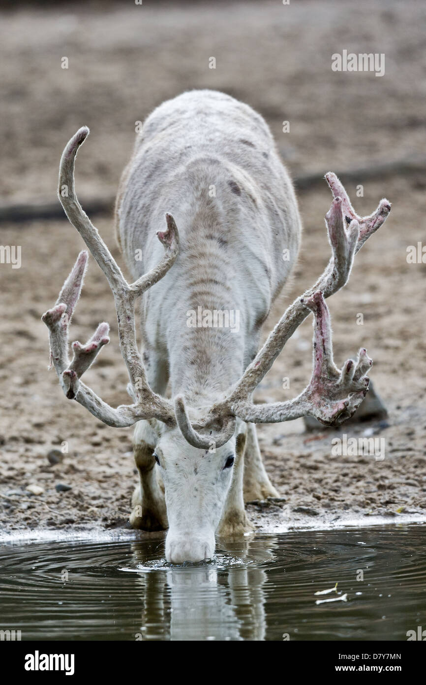 Caribou water drink hi-res stock photography and images - Alamy