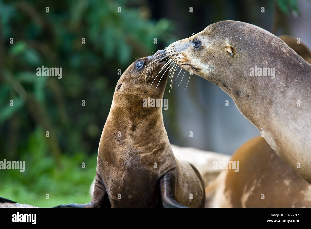 Two seals kissing hi-res stock photography and images - Alamy