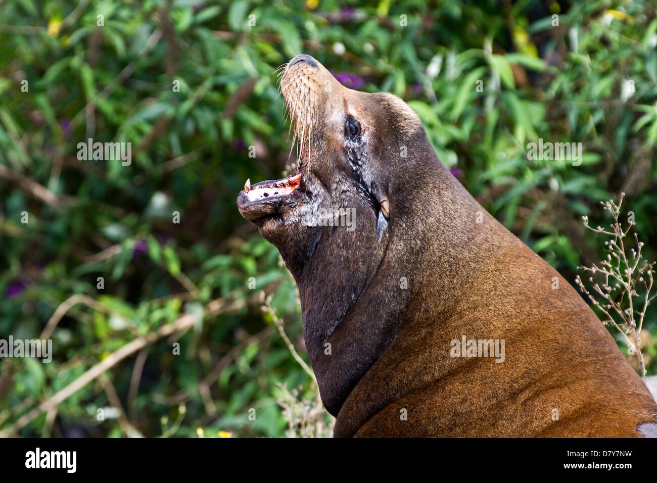 Sea lion screaming hi-res stock photography and images - Alamy