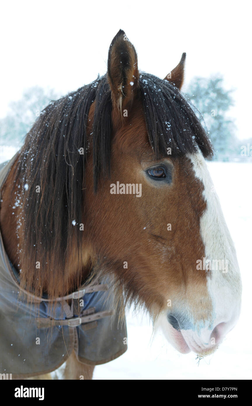 Working Shire Horse High Resolution Stock Photography and Images - Alamy