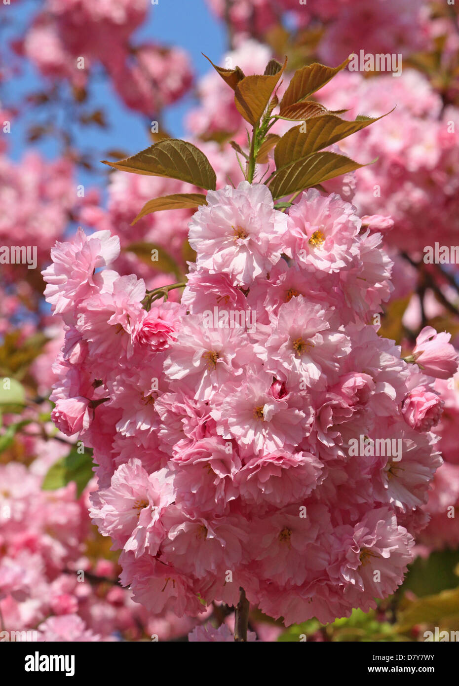 Branches of cherry tree hi-res stock photography and images - Alamy
