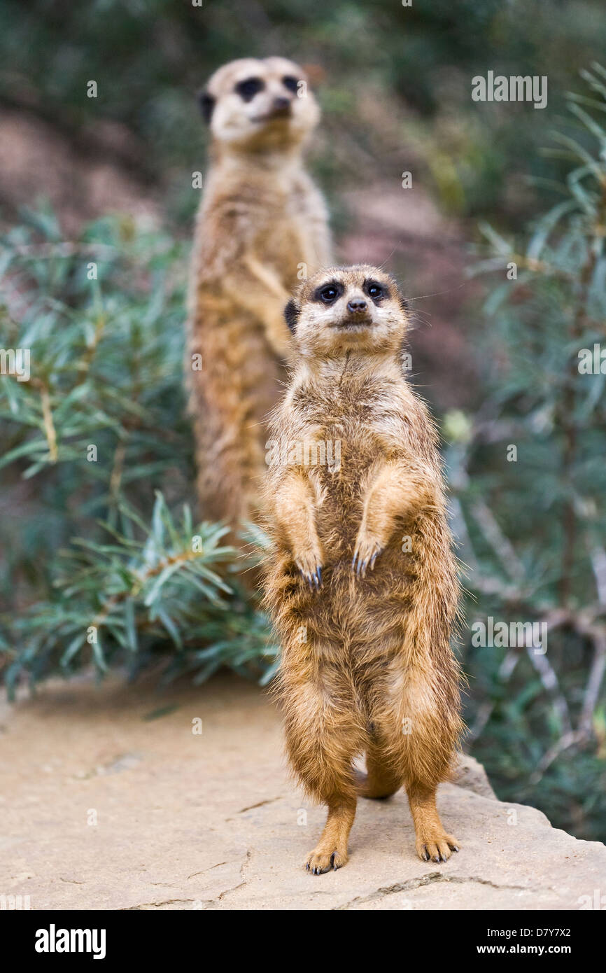 Meerkat suricata suricatta two adults hi-res stock photography and ...