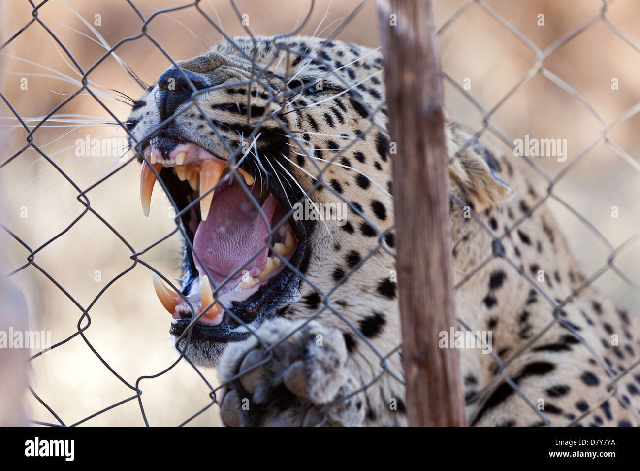Leopards teeth mouth hi-res stock photography and images - Alamy