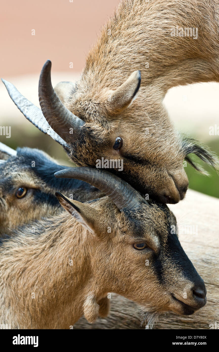 Three goats heads hi-res stock photography and images - Alamy
