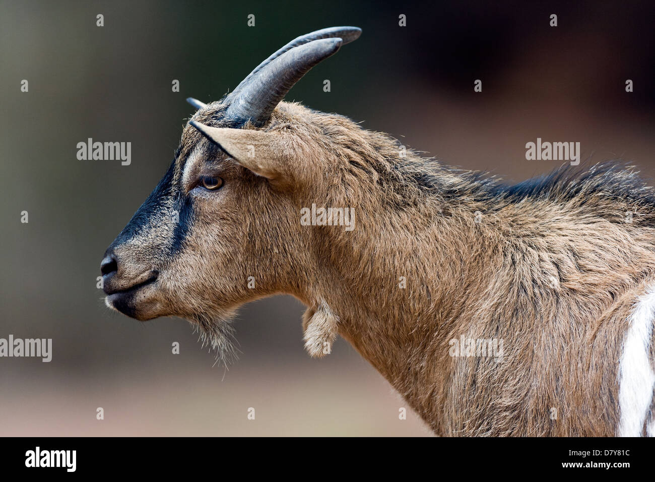 African pigmy goats hi-res stock photography and images - Alamy