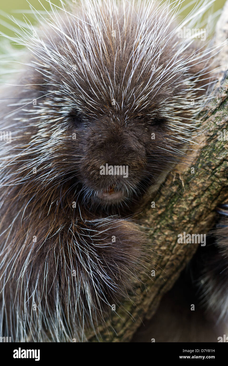 New World porcupines Stock Photo - Alamy