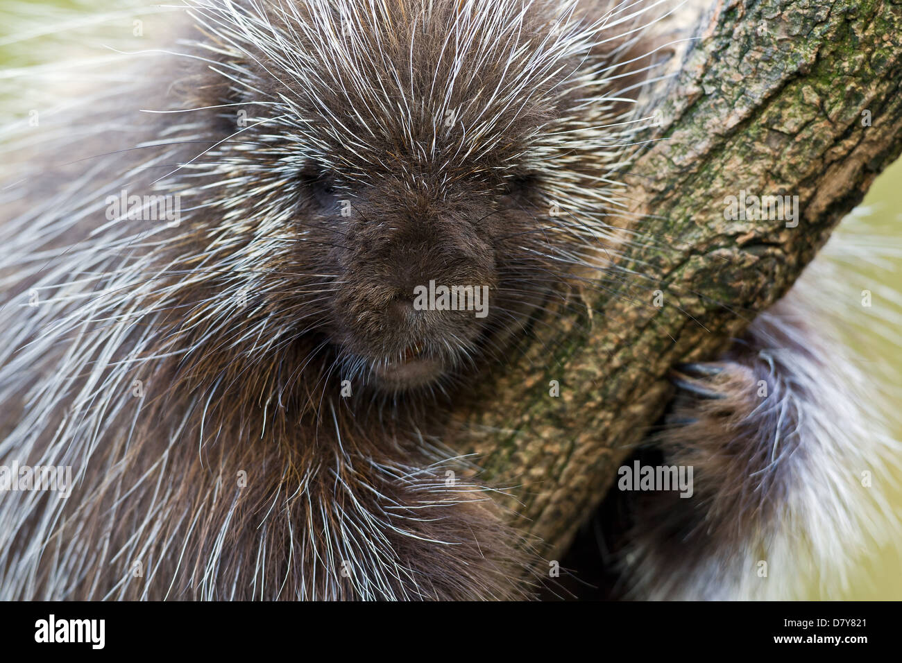 New World porcupines Stock Photo - Alamy