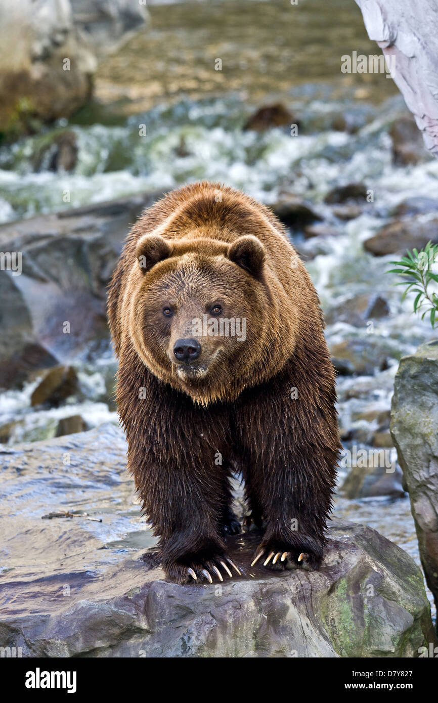 Siberian bear hi-res stock photography and images - Alamy
