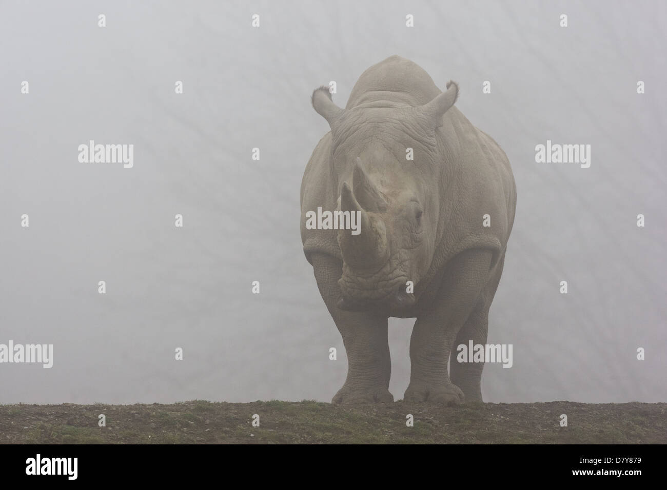 White rhinoceros rhino square hi-res stock photography and images - Alamy