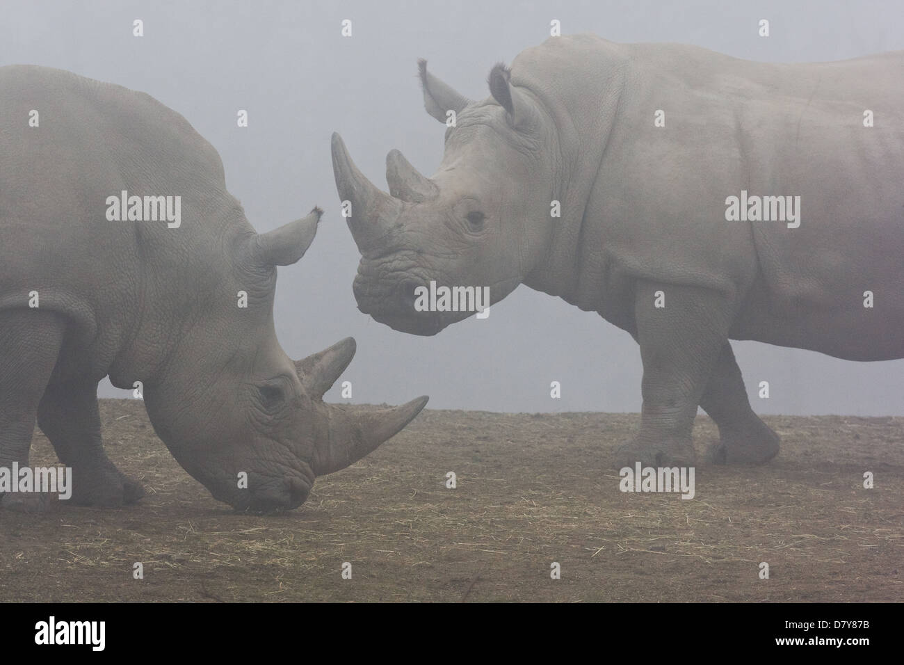 White rhinoceros rhino square hi-res stock photography and images - Alamy