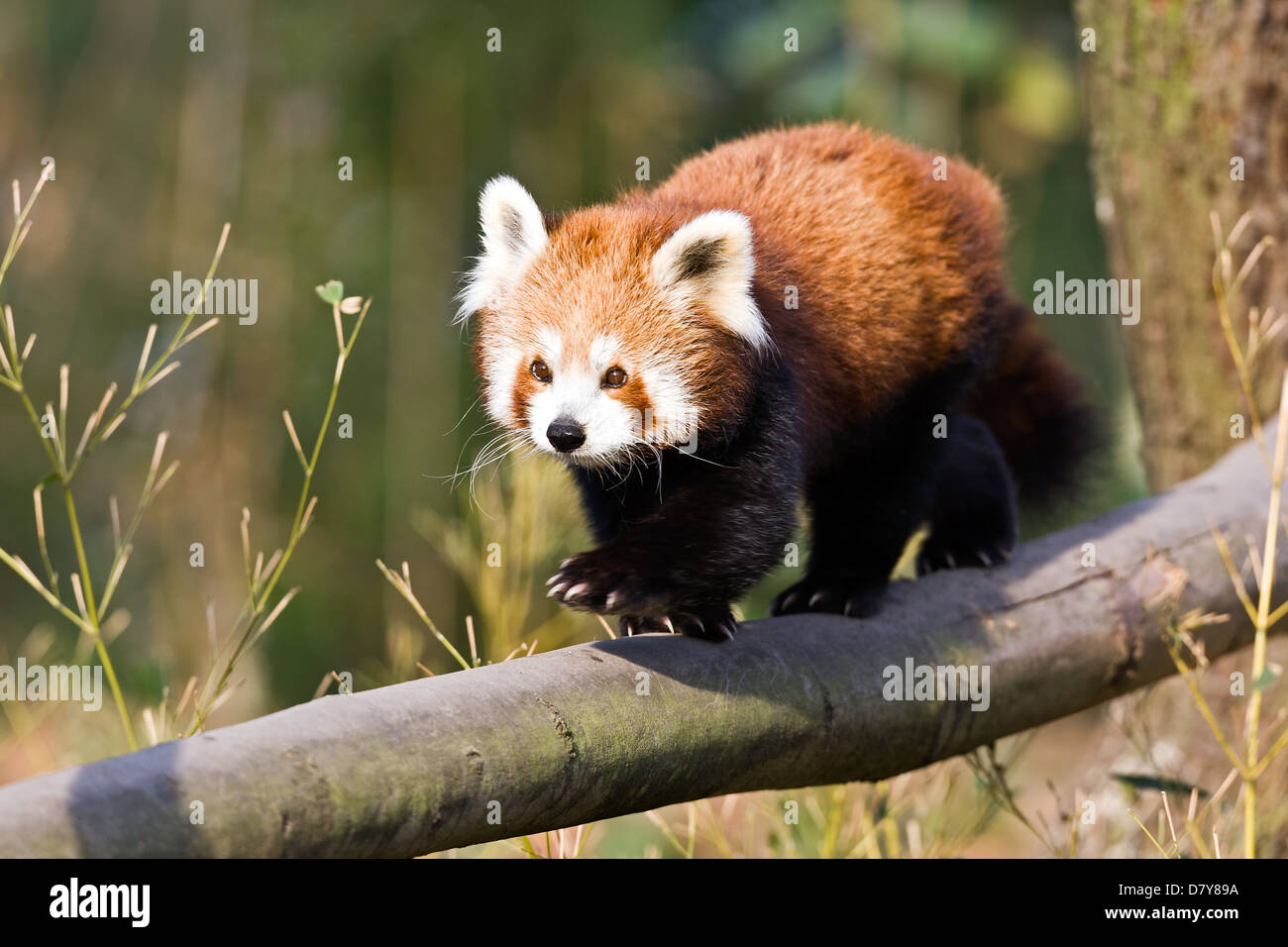Panda walking side view hi-res stock photography and images - Alamy
