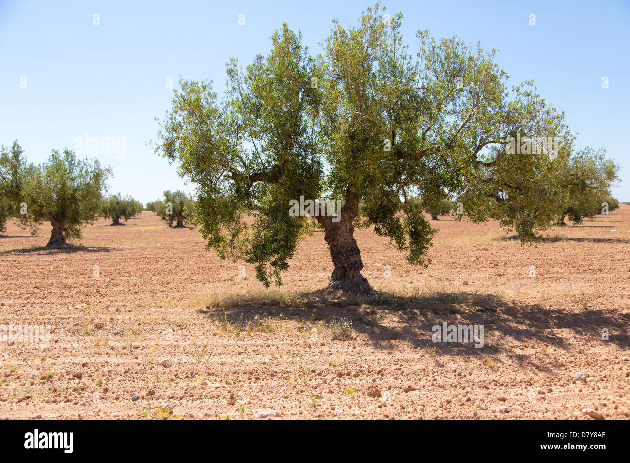 Tree the trees hi-res stock photography and images - Alamy