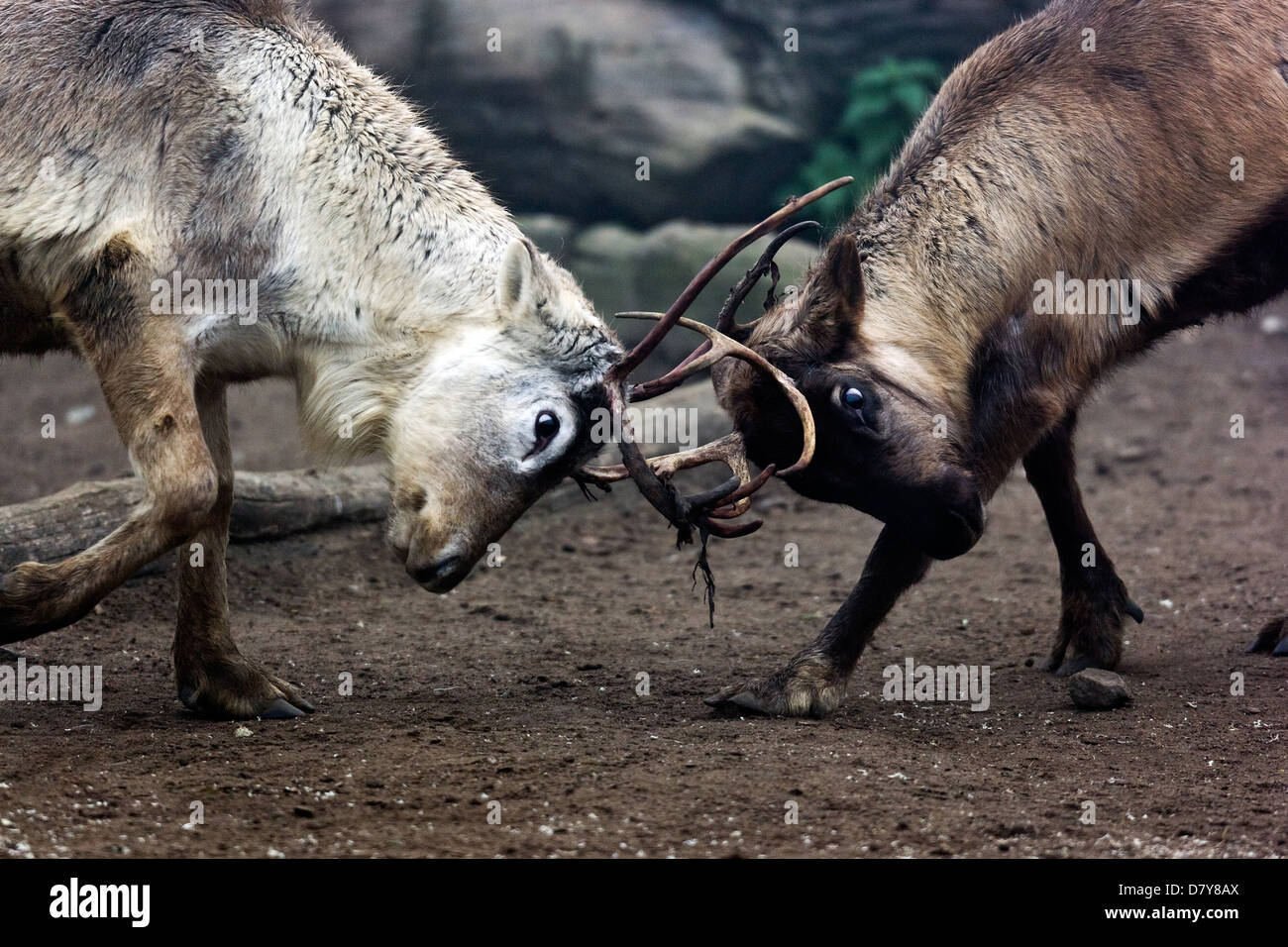 Action of two reindeer hi-res stock photography and images - Alamy