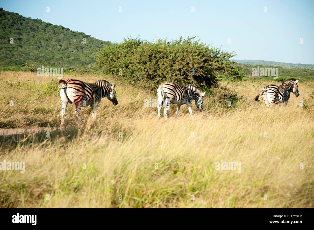 Three zebras hi-res stock photography and images - Alamy