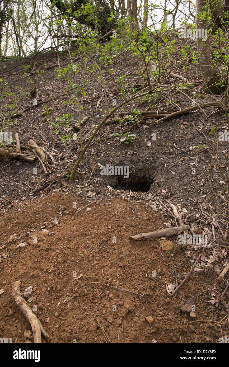 Badger Sett Entrance Hole High Resolution Stock Photography and Images ...