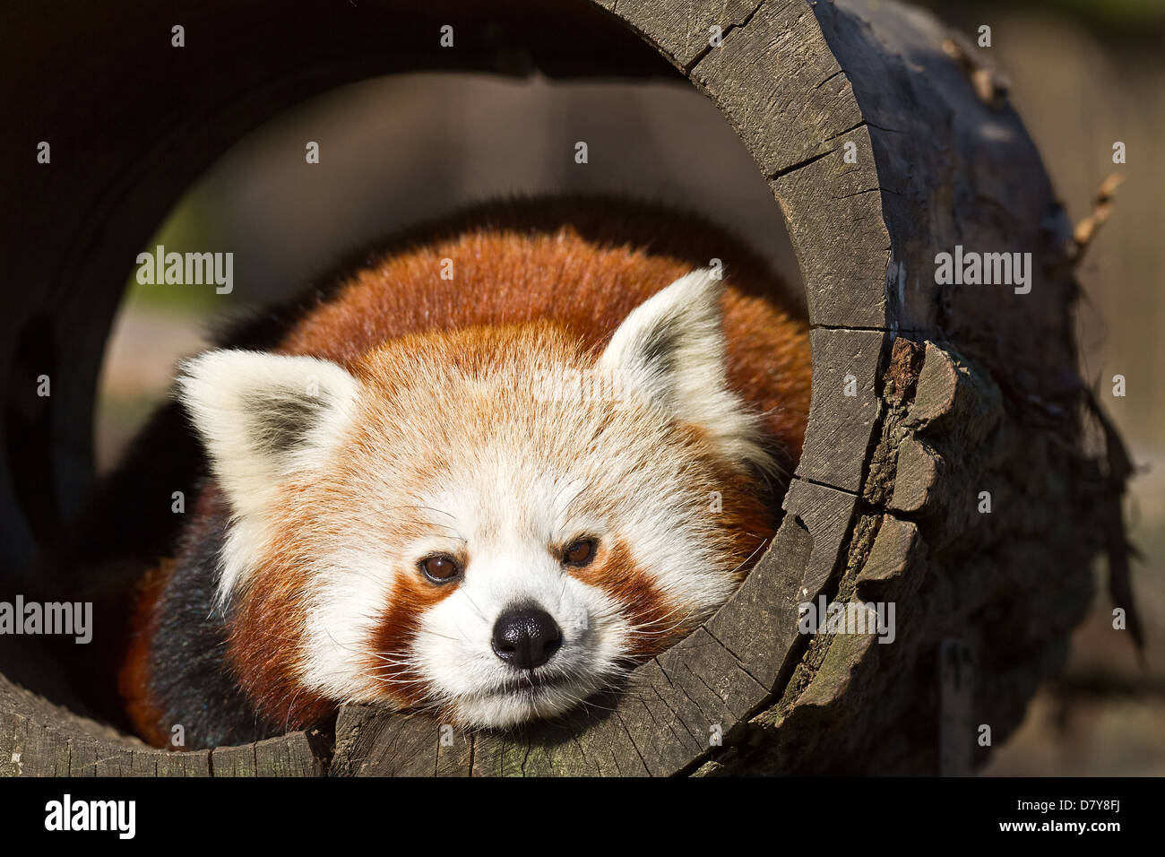 Sunny zoo red panda zoo hi-res stock photography and images - Alamy