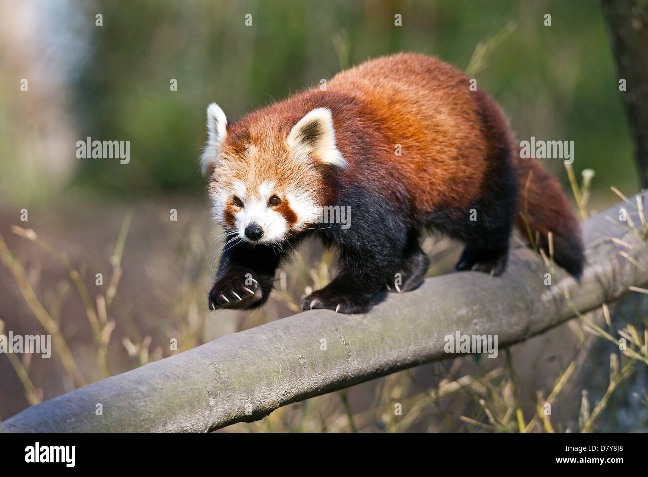 Panda walking side view hi-res stock photography and images - Alamy
