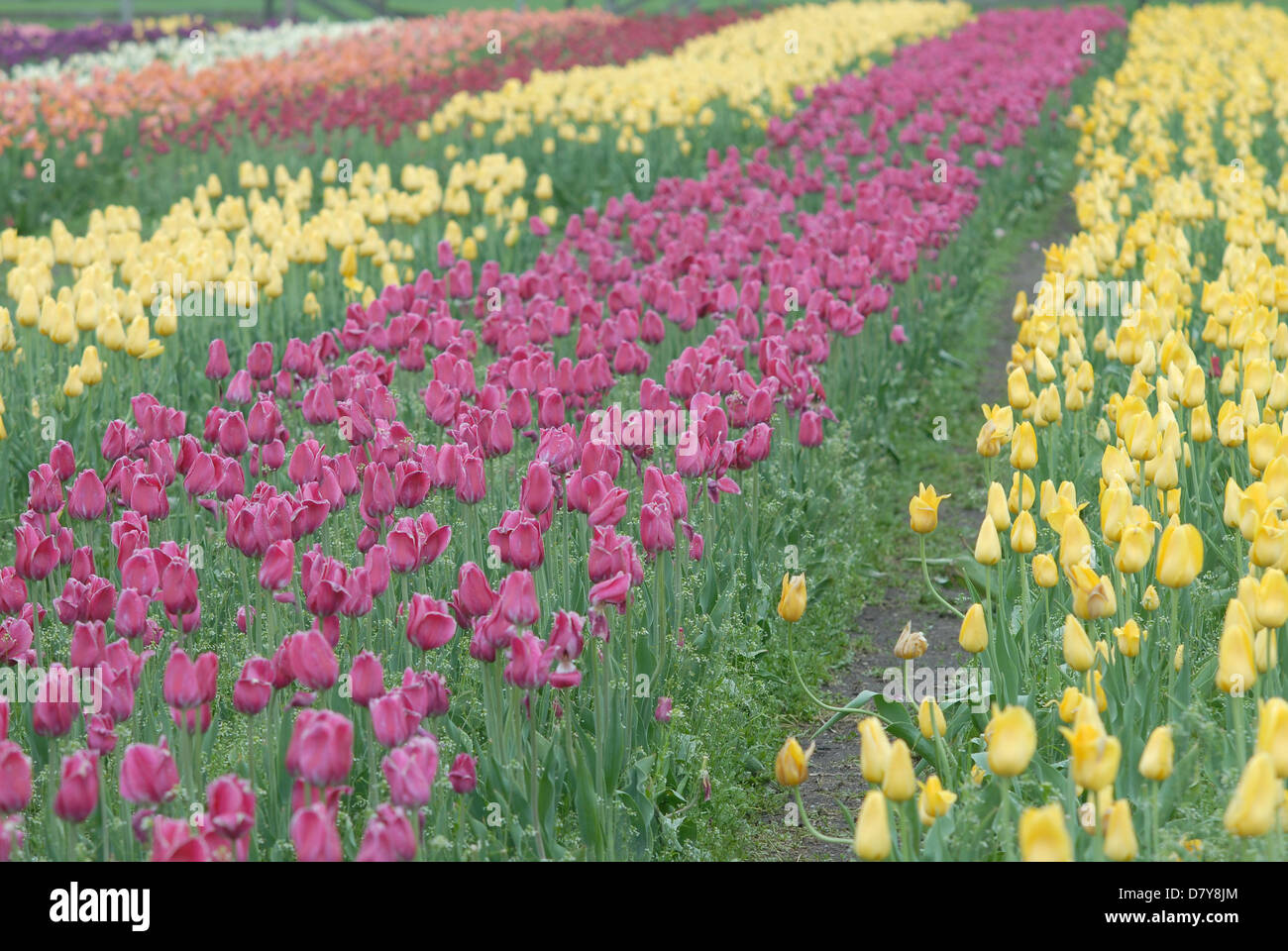 Field of yellow, purple and peach tulips in Holland, Michigan Stock ...