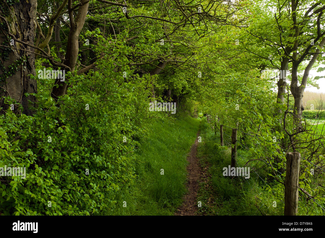 Countryside wooded path, Normandy, France Stock Photo - Alamy Countryside wooded path, Normandy, France Stock Photo - Alamy