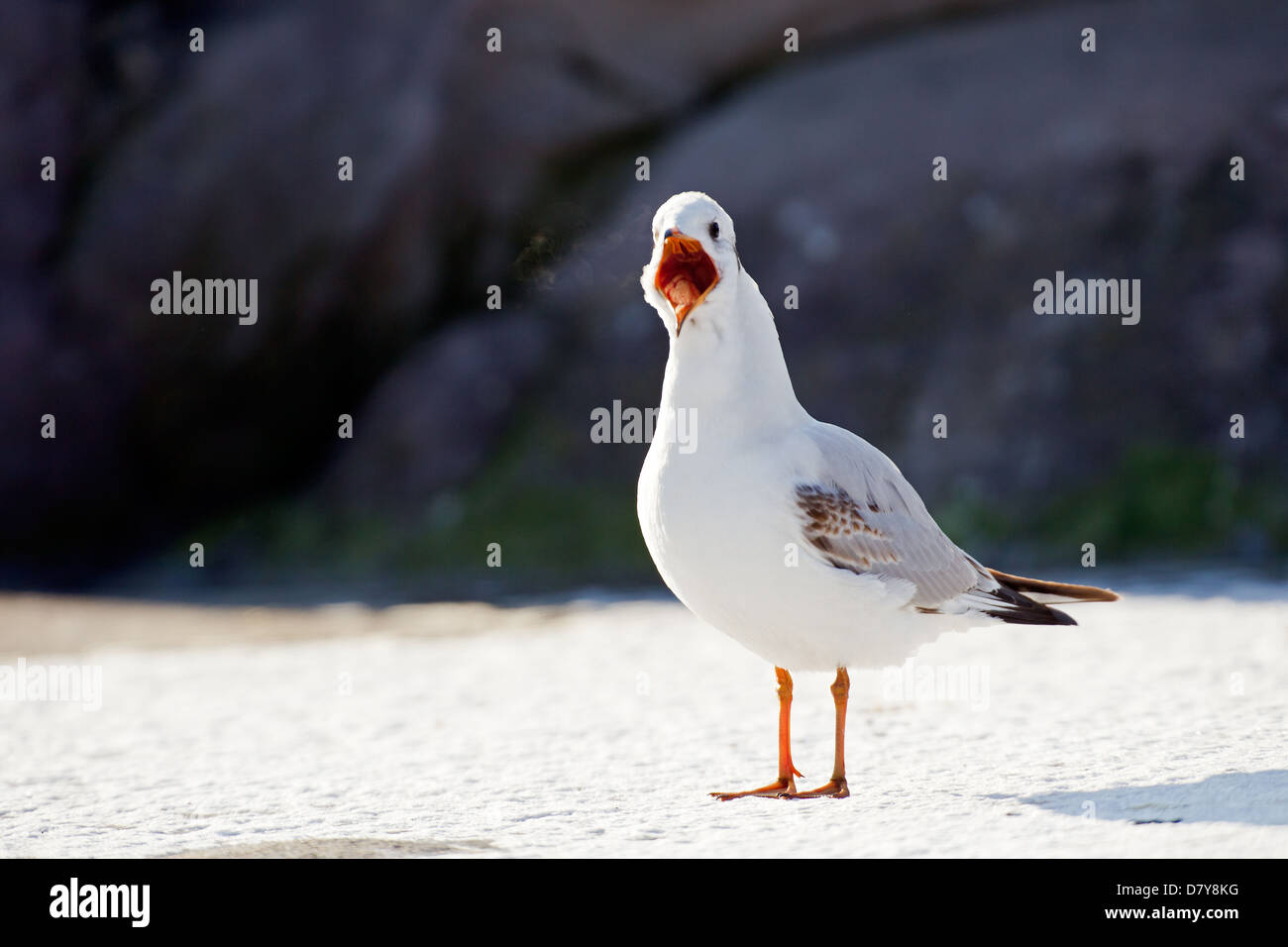 Crying crows hi-res stock photography and images - Alamy