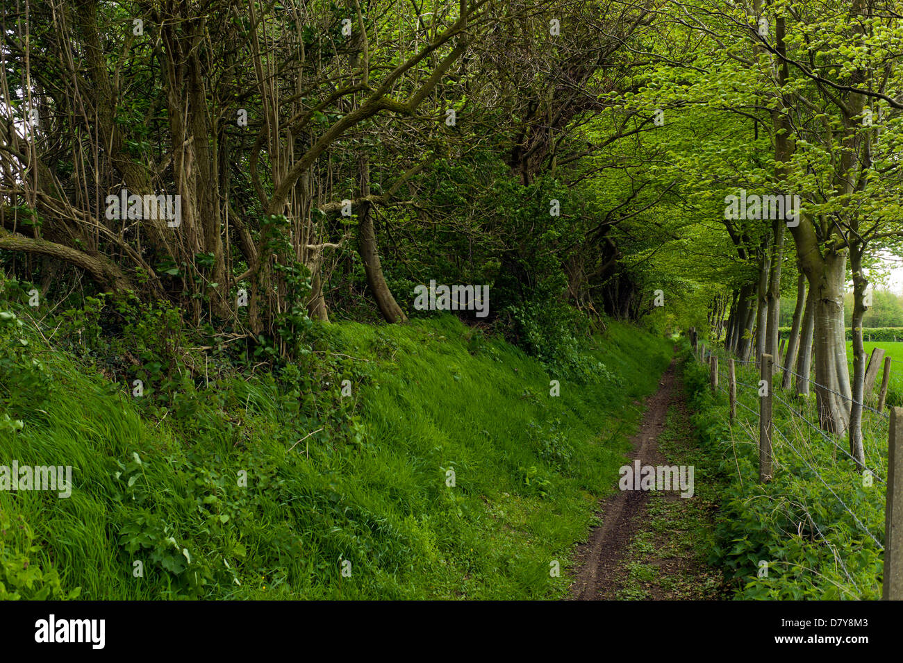 Countryside wooded path, Normandy, France Stock Photo - Alamy Countryside wooded path, Normandy, France Stock Photo - Alamy