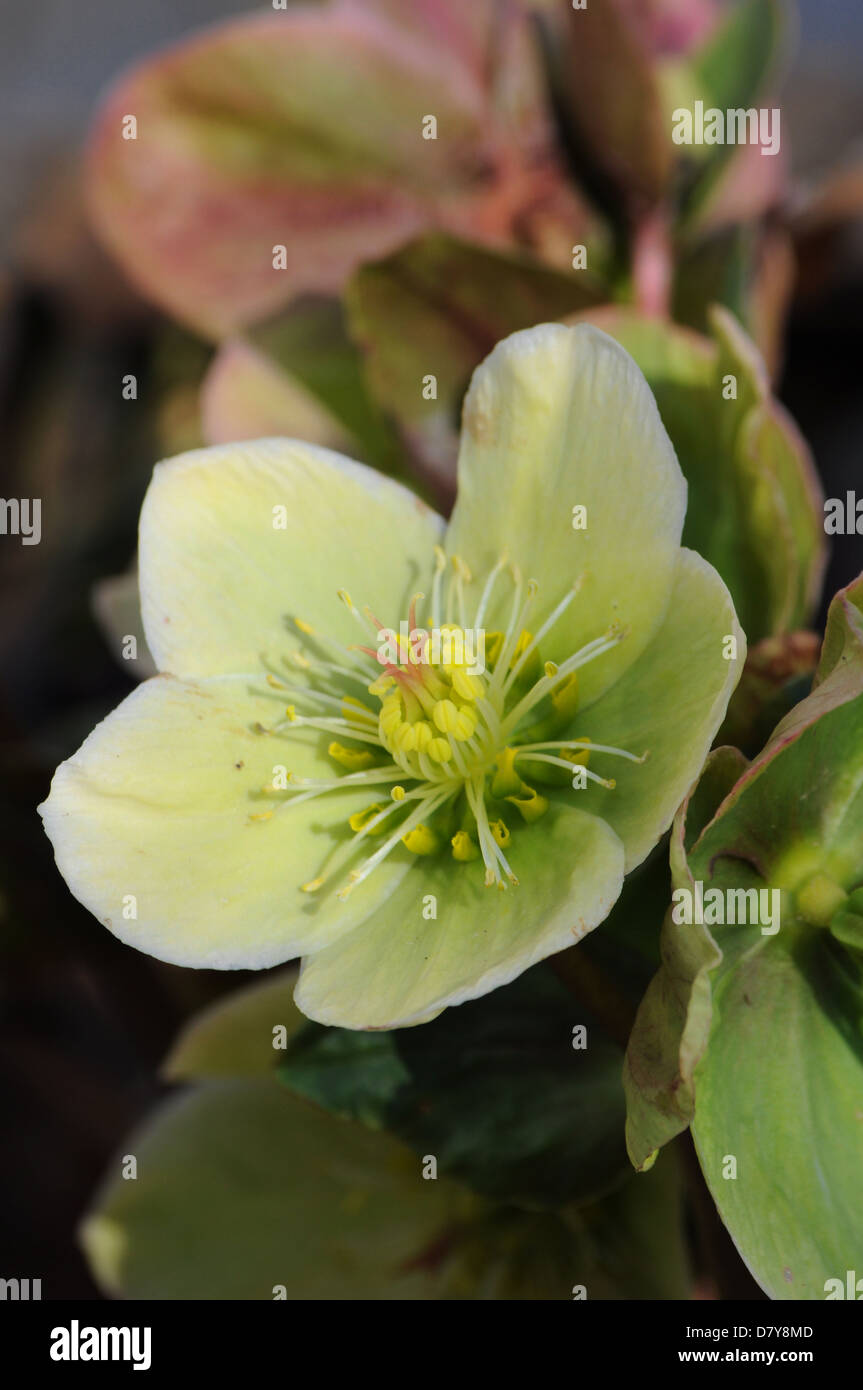 A closeup of a yellow and green hellebore Stock Photo - Alamy
