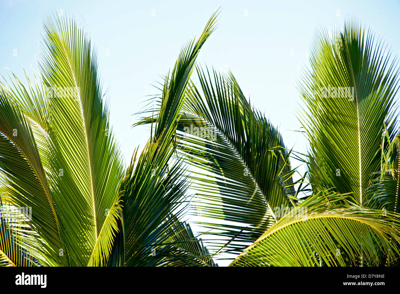 Leaves of palm tree isolated aganst light blue sky Stock Photo - Alamy