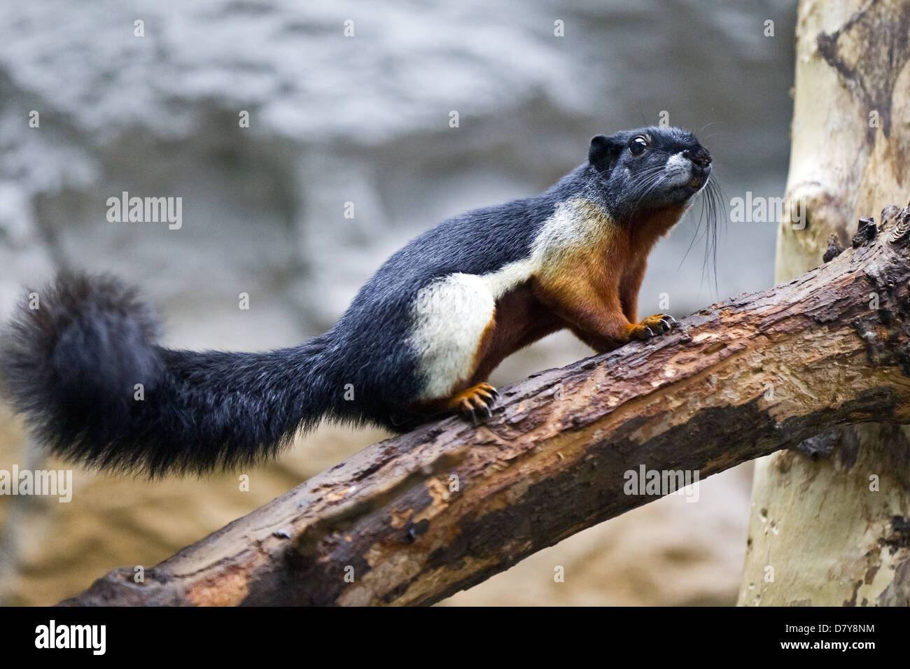 Callosciurus prevostii hi-res stock photography and images - Alamy