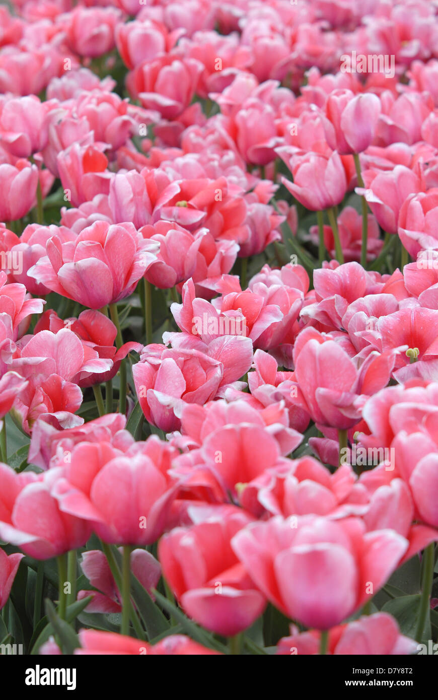 Shades of pink tulips hi-res stock photography and images - Alamy