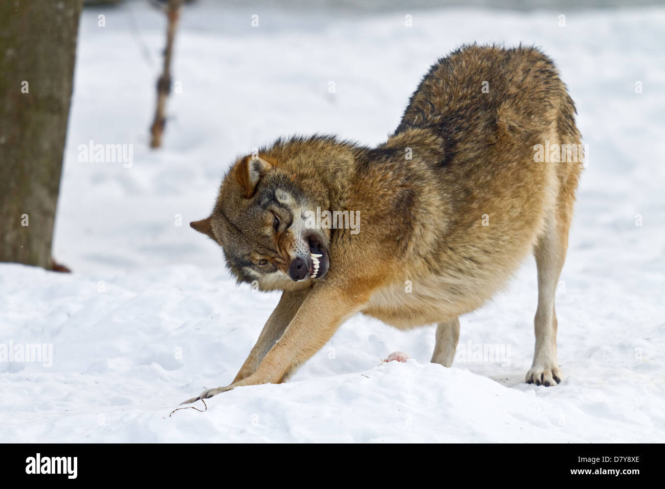 Grey wolf canis lupus stretching hi-res stock photography and images ...