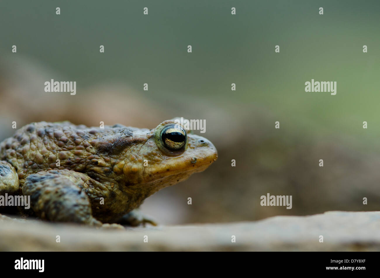 Common toad sat on a rock Stock Photo - Alamy