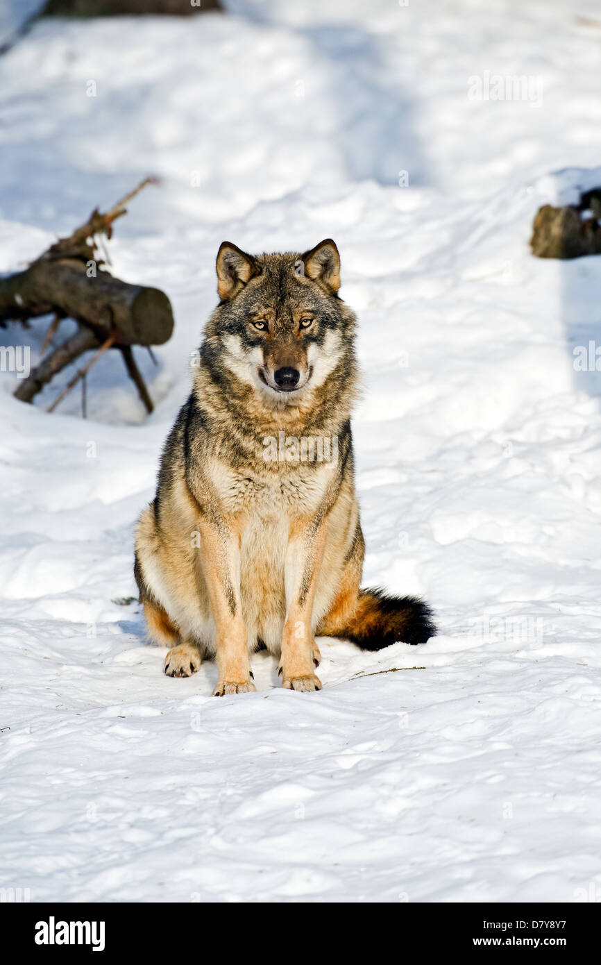 Wild grey wolf sitting snow hi-res stock photography and images - Alamy