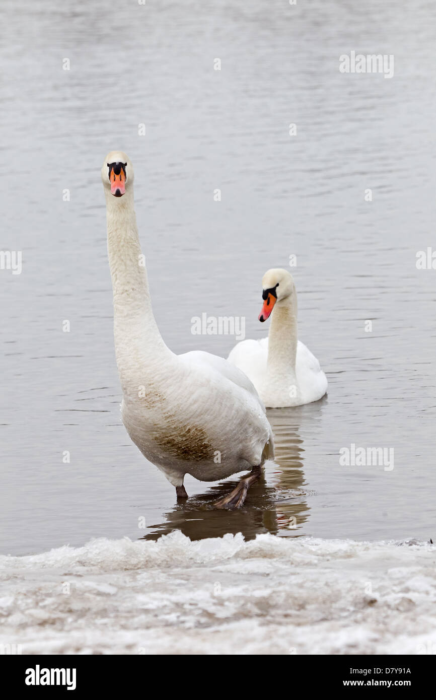 Two walking mute swans hi-res stock photography and images - Alamy