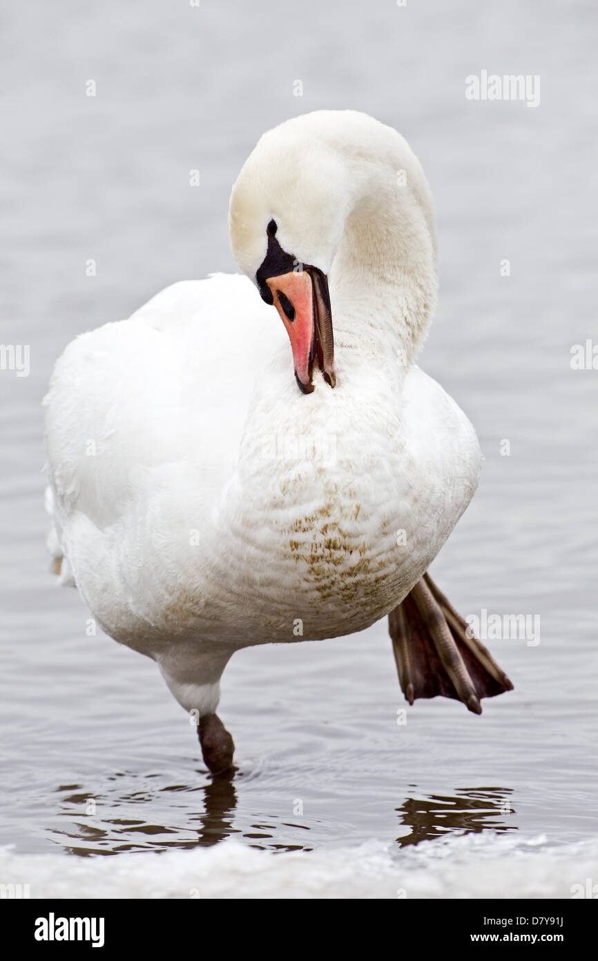 White swan preens itself hi-res stock photography and images - Alamy