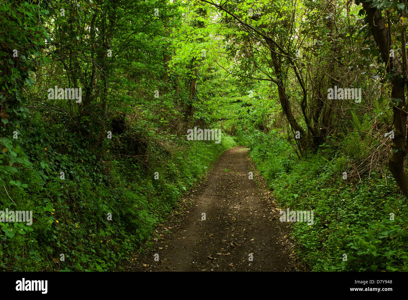Countryside wooded path, Normandy, France Stock Photo - Alamy