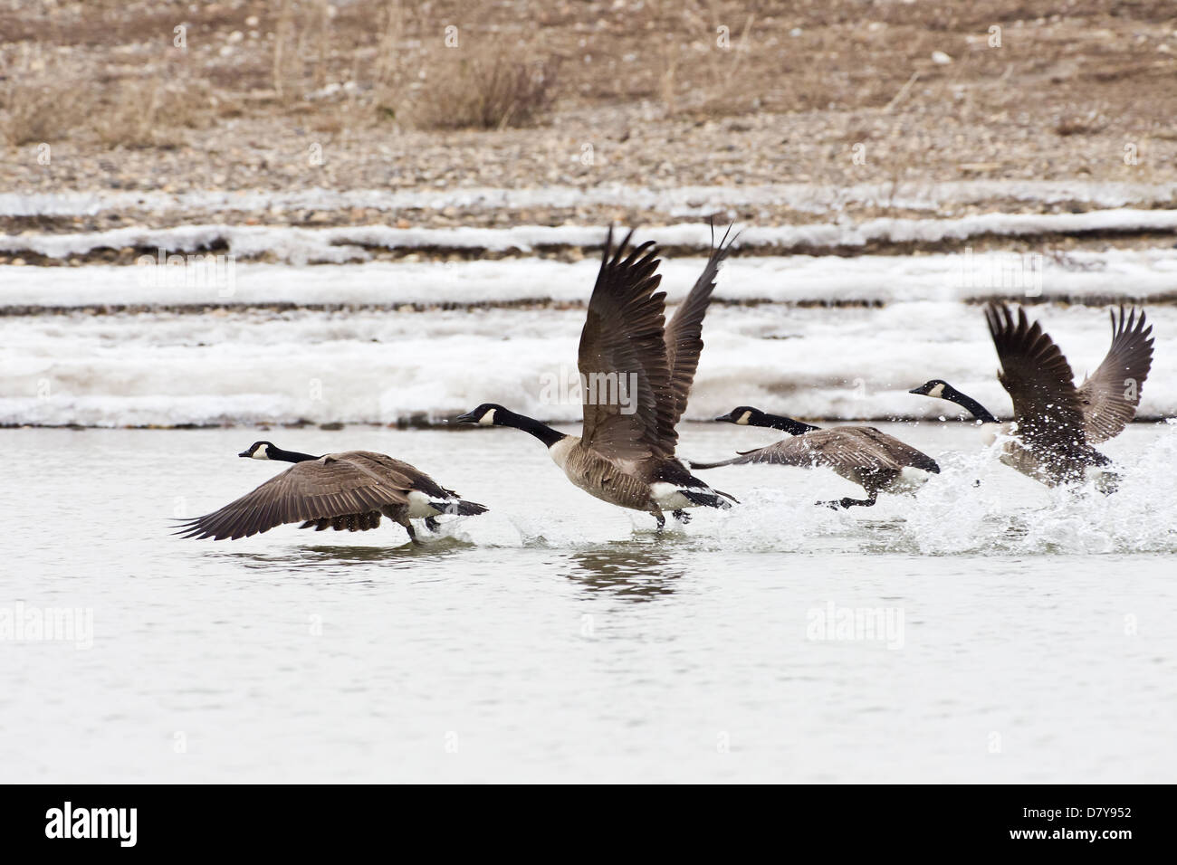 Canada geese take river hi-res stock photography and images - Alamy