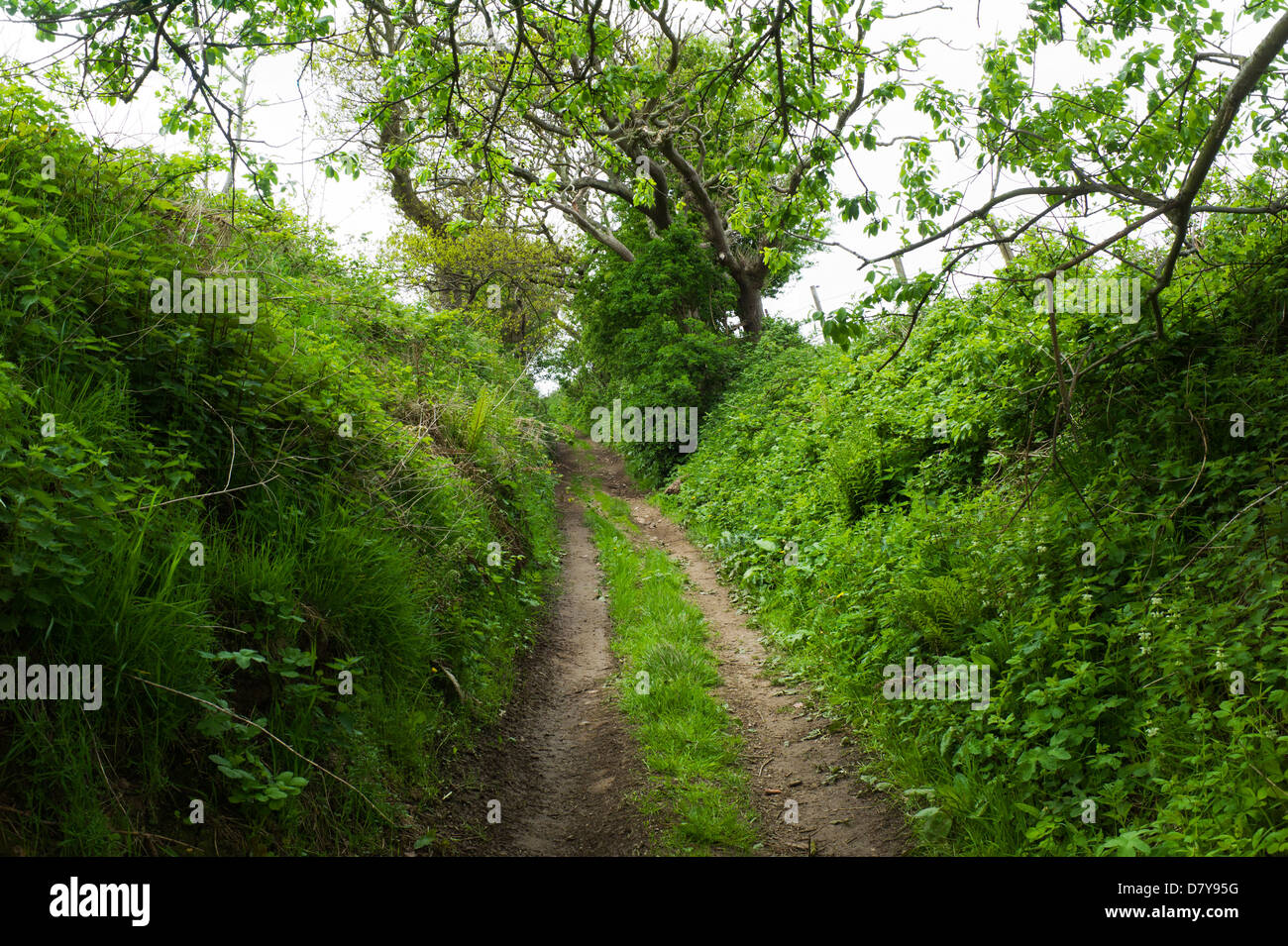Countryside wooded path, Normandy, France Stock Photo - Alamy Countryside wooded path, Normandy, France Stock Photo - Alamy