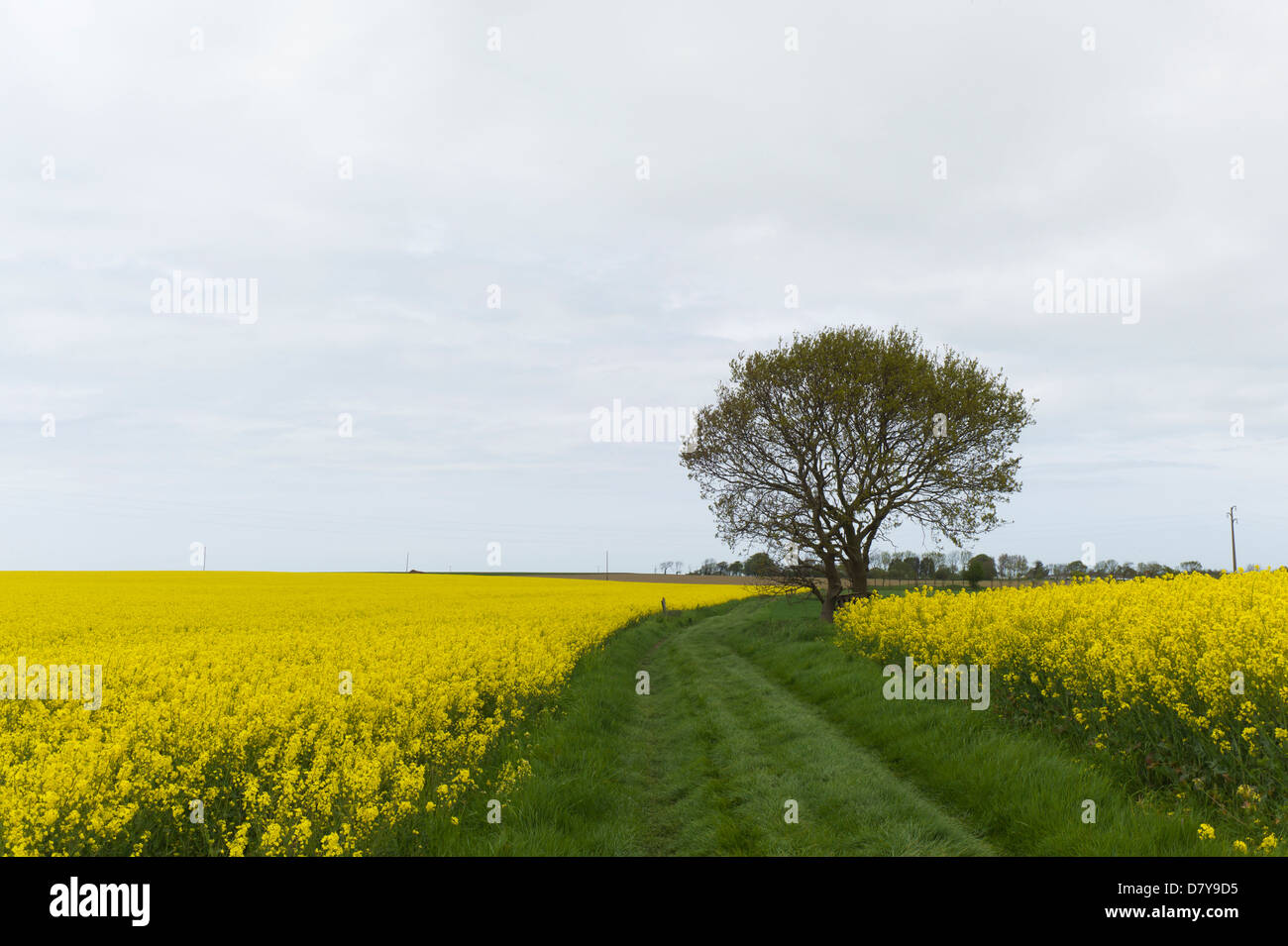 Path through field of oilseed rape, Normandy, France Stock Photo - Alamy Path through field of oilseed rape, Normandy, France Stock Photo - Alamy