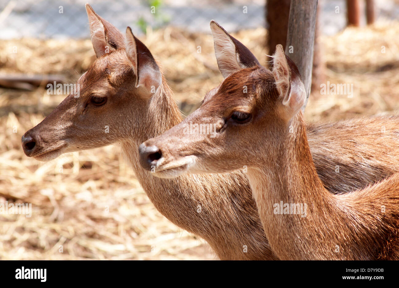 Deer animal wildlife mammal natural. Species gray Stock Photo - Alamy