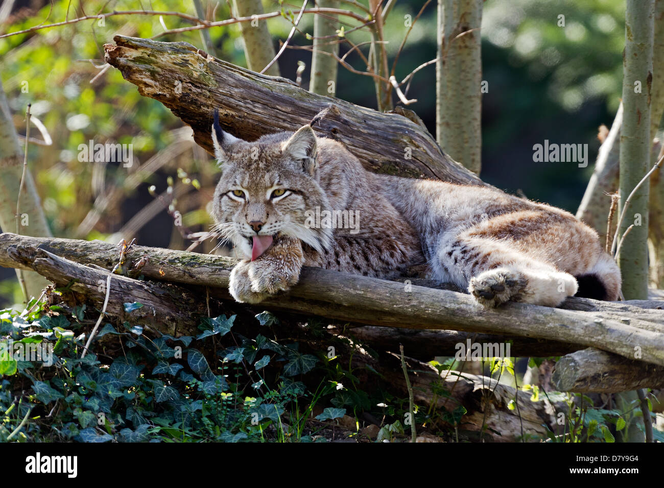 Lyns hi-res stock photography and images - Alamy