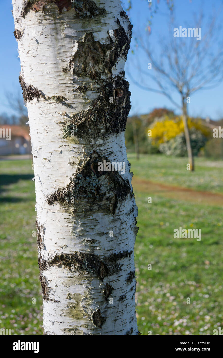 Photography of a bark of tree in green space Stock Photo - Alamy