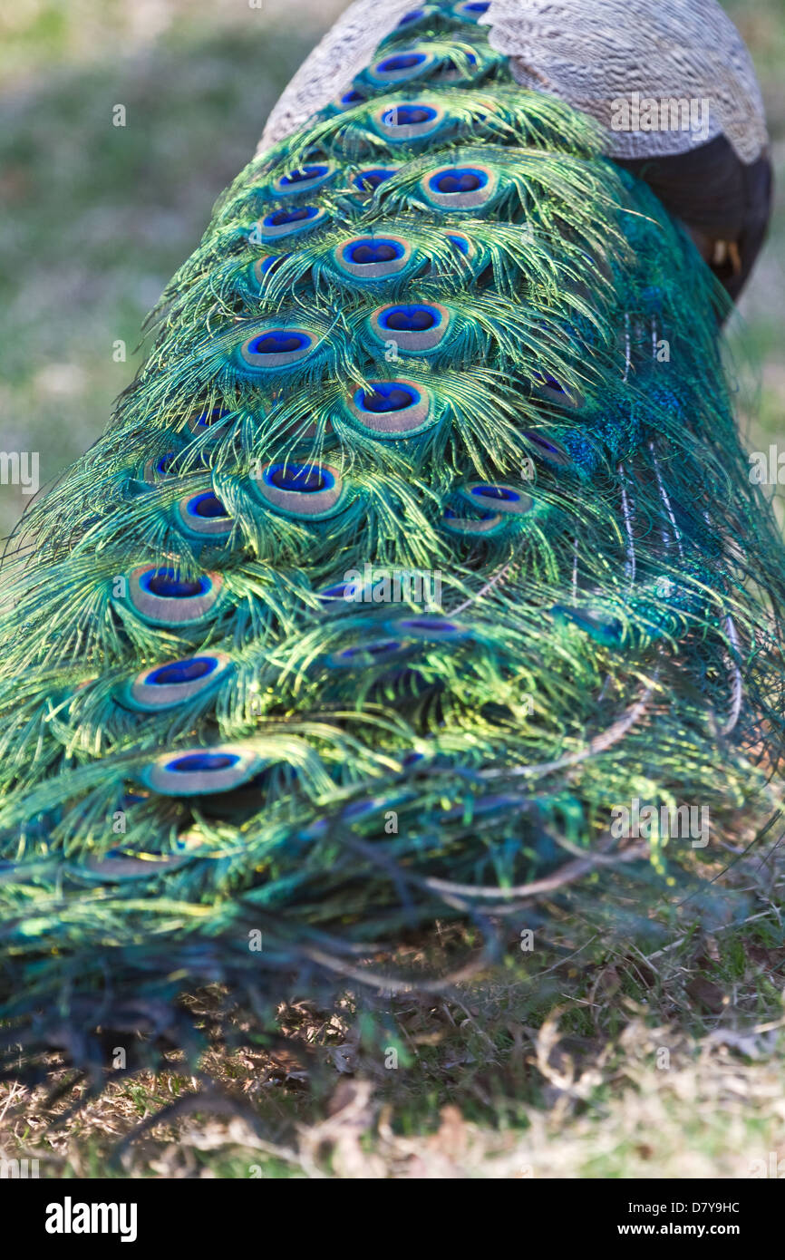 A back view of a peacock hi-res stock photography and images - Alamy