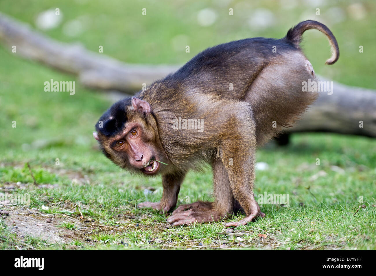 Southern pig tailed macaques hi-res stock photography and images - Alamy