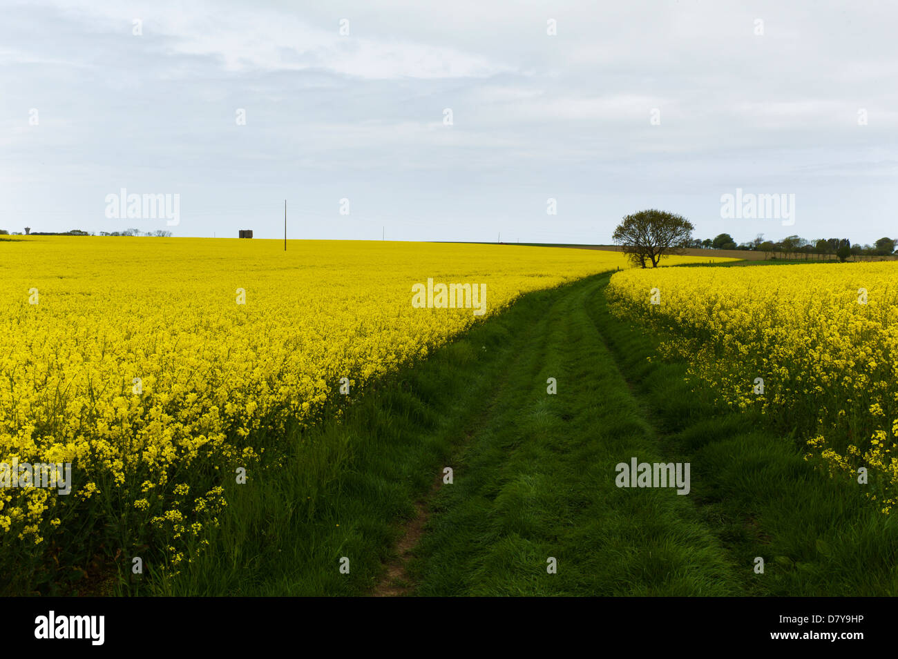 Path through field of oilseed rape, Normandy, France Stock Photo - Alamy Path through field of oilseed rape, Normandy, France Stock Photo - Alamy