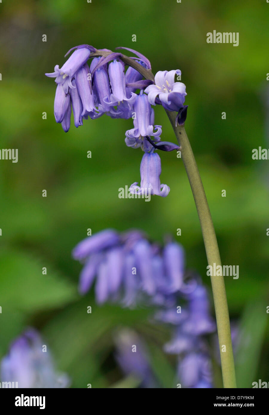 Bluebell - Hyacinthoides non-scriptus Single flower against diffused ...
