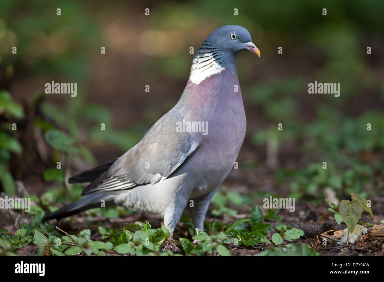 Culver culvers bird birds hi-res stock photography and images - Alamy