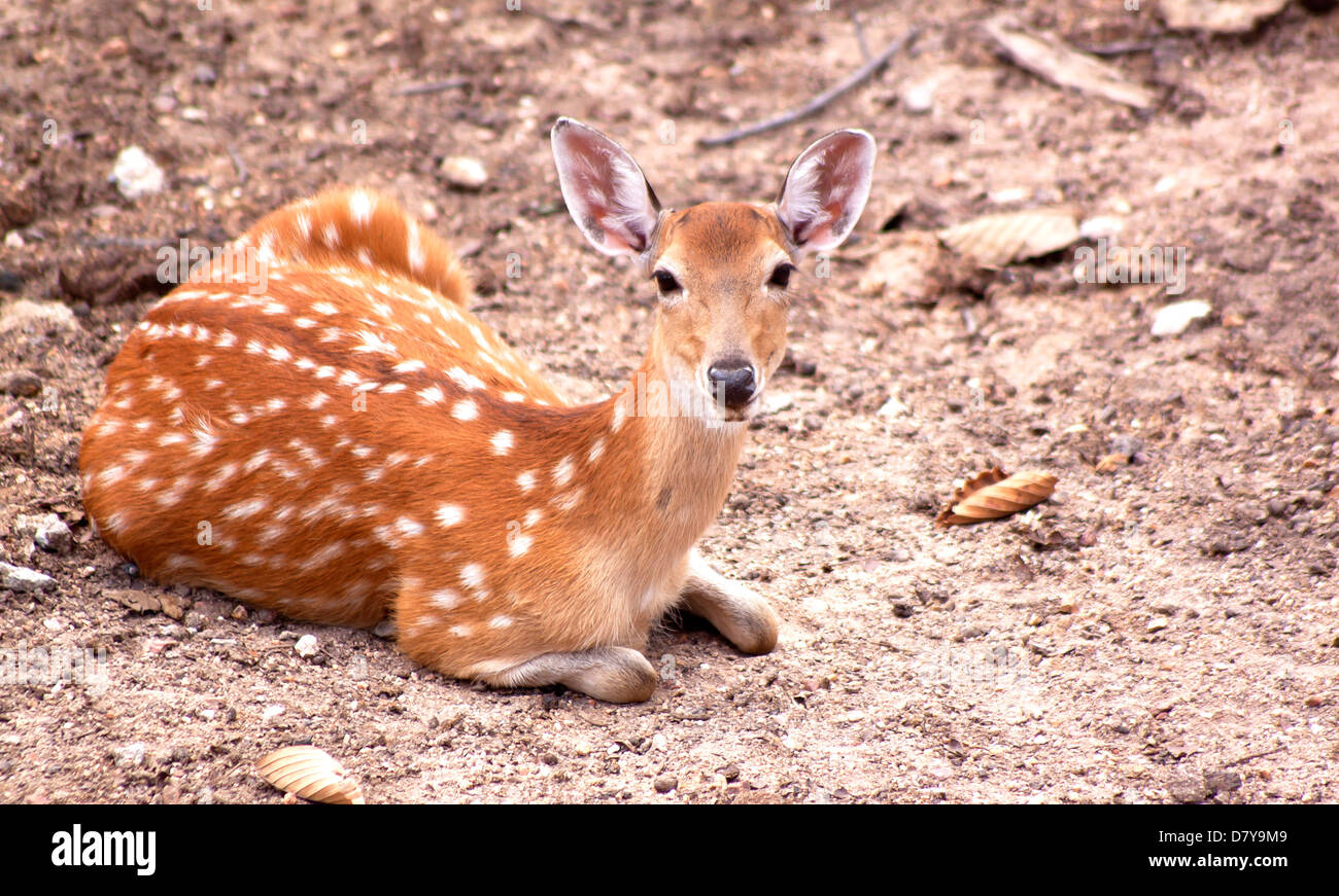 Deer animal wildlife mammal natural. Species gray Stock Photo - Alamy